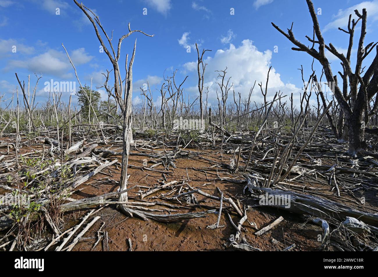 Expanse of dead mangrove trees in Everglades National Park, Florida ...