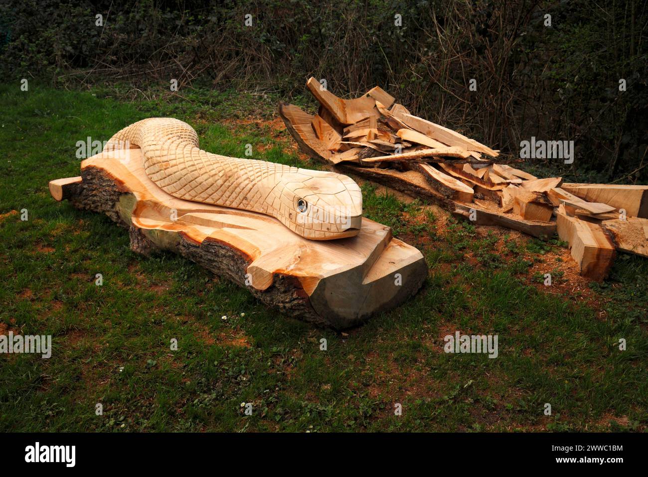 Carving of a Grass snake from a fallen log. Cirencester Park, Glos. UK ...