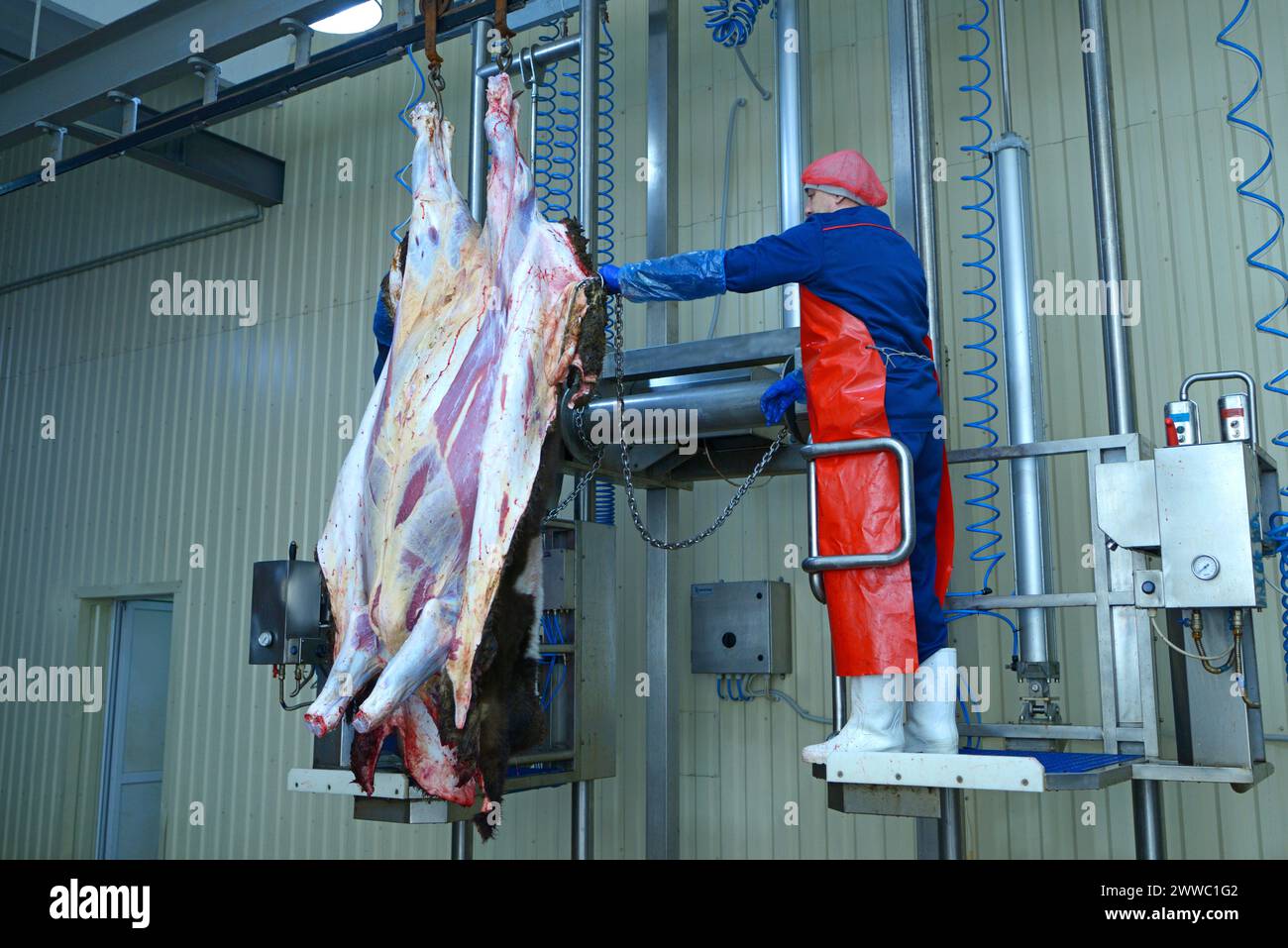 At the slaughterhouse. Worker skins carcass of a caw using hoist and ...