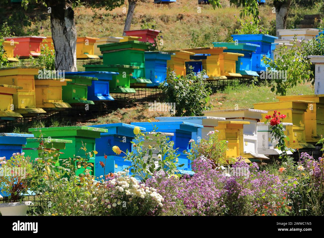 Colorful Beehives in Albania. Collection of Hives with Colonies of Bees ...