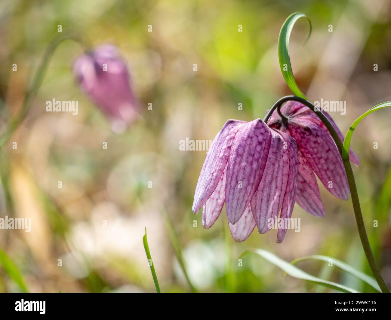 charming spring flower Fritillaria meleagris known as snake's head ...