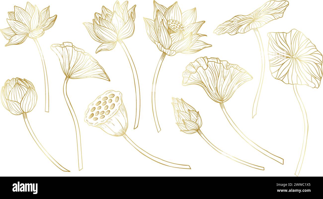 Lotus vector set. Linear drawing with flowers and leaves in golden ...