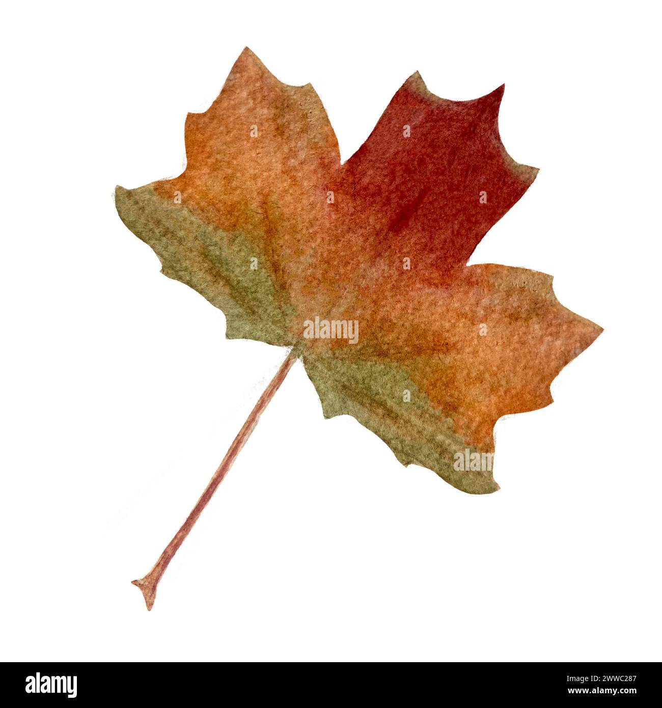 Maple leaf watercolor hi-res stock photography and images - Alamy