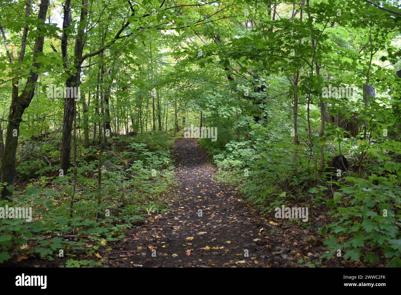 A deciduous forest in summer, Québec, Canada Stock Photo - Alamy
