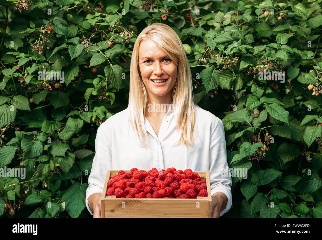 Portrait of a woman agronomist with a box full of raspberries. Young ...