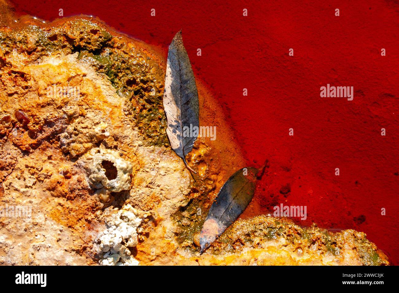Two dried leaves submerged in acidic red water Stock Photo - Alamy
