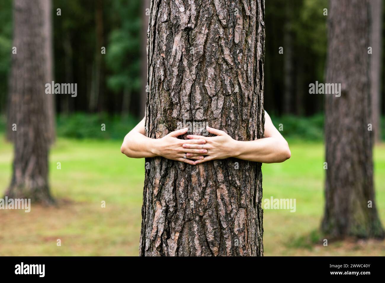 Hands of woman hugging tree in forest Stock Photo - Alamy