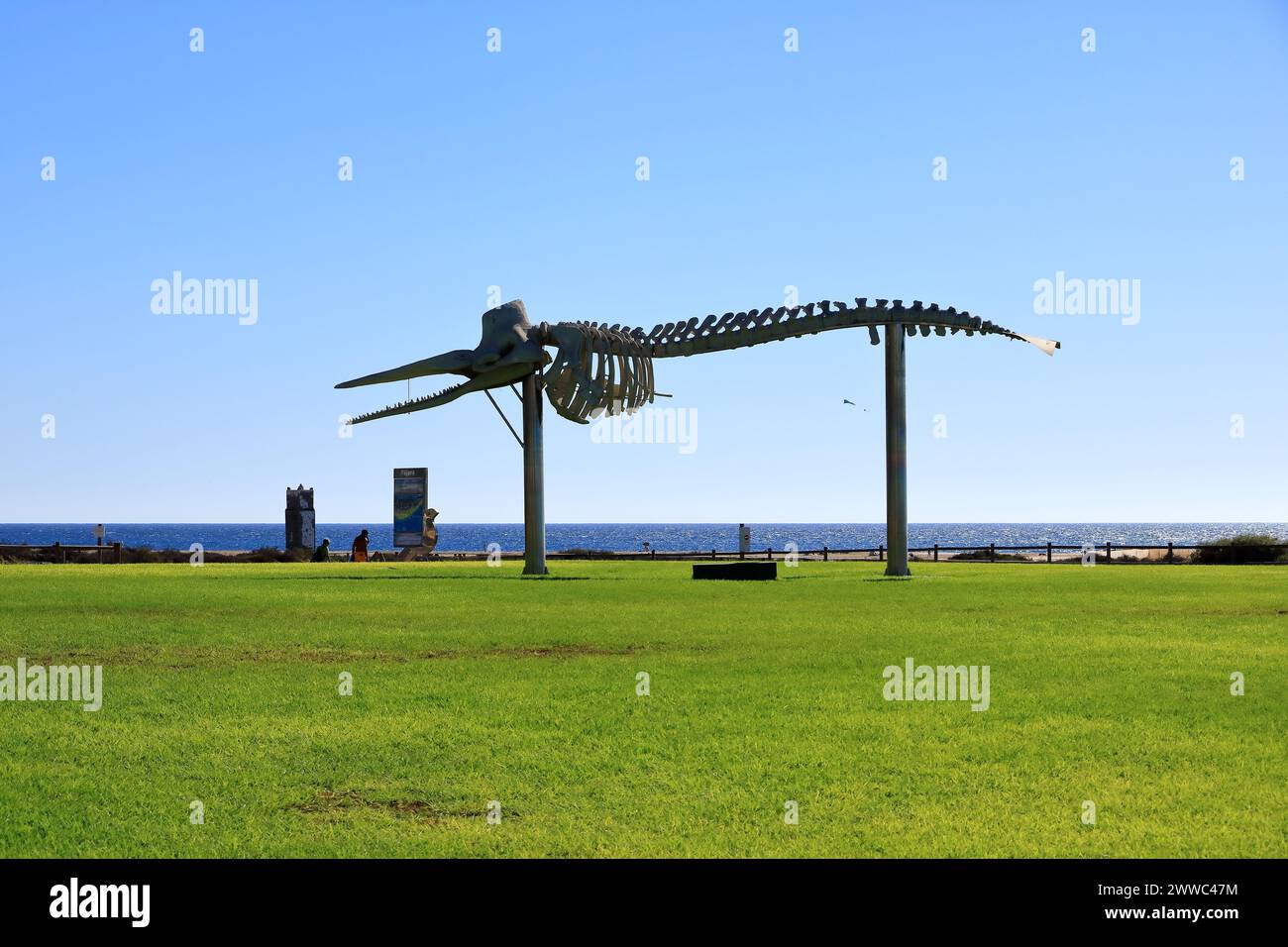 a Skeleton of a Sperm Whale in Morro Jable, Fuerteventura, Spain Stock ...