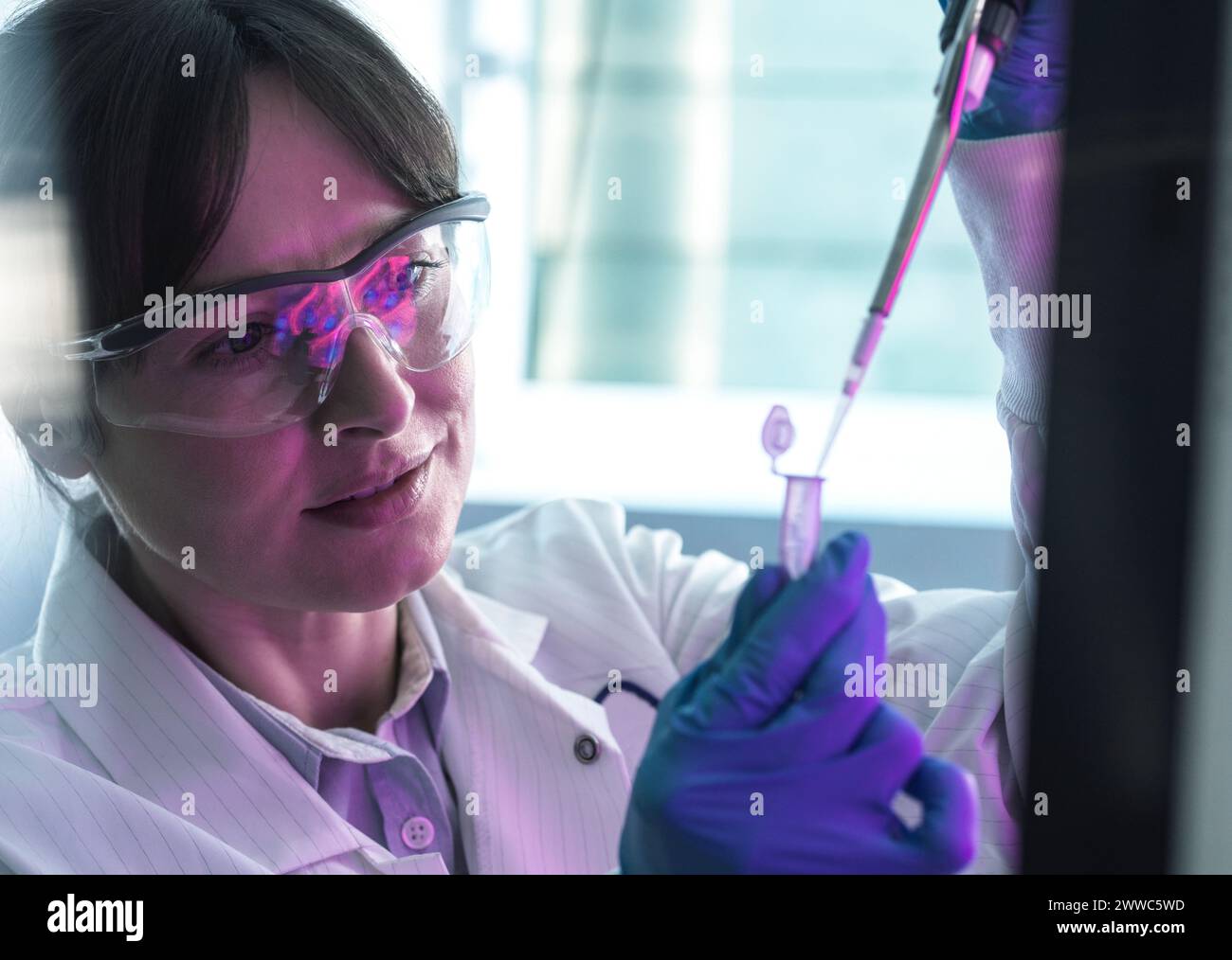 Scientists pipetting in biotech lab hi-res stock photography and images ...