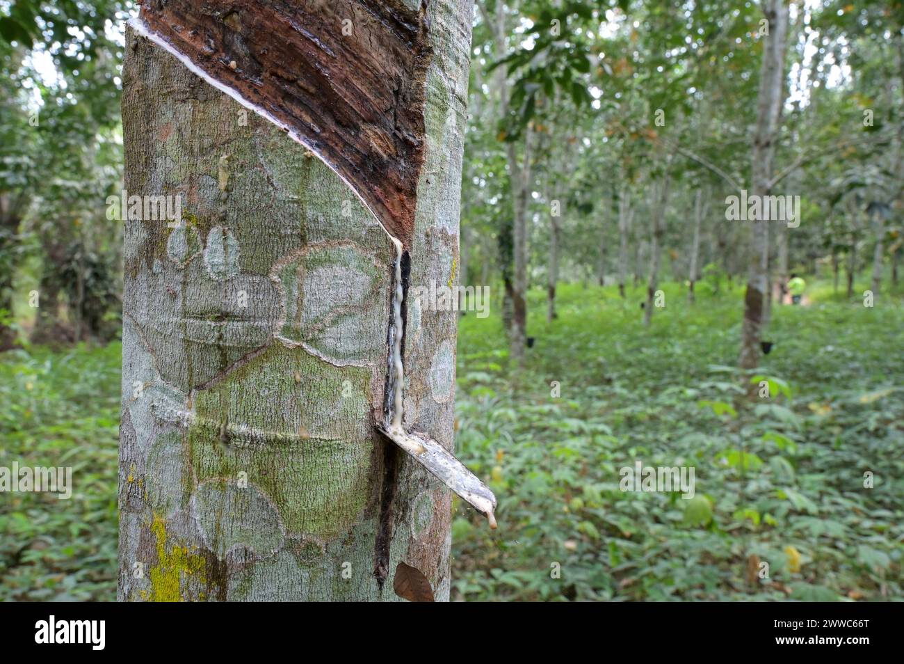 GHANA, Nkawkaw, rubber tree farm of small scale farmer / GHANA ...