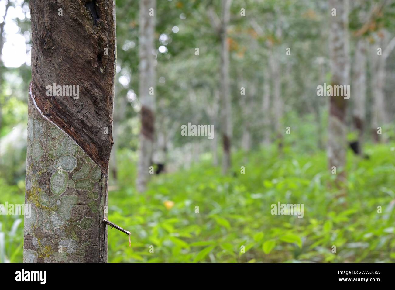 GHANA, Nkawkaw, rubber tree farm of small scale farmer / GHANA ...