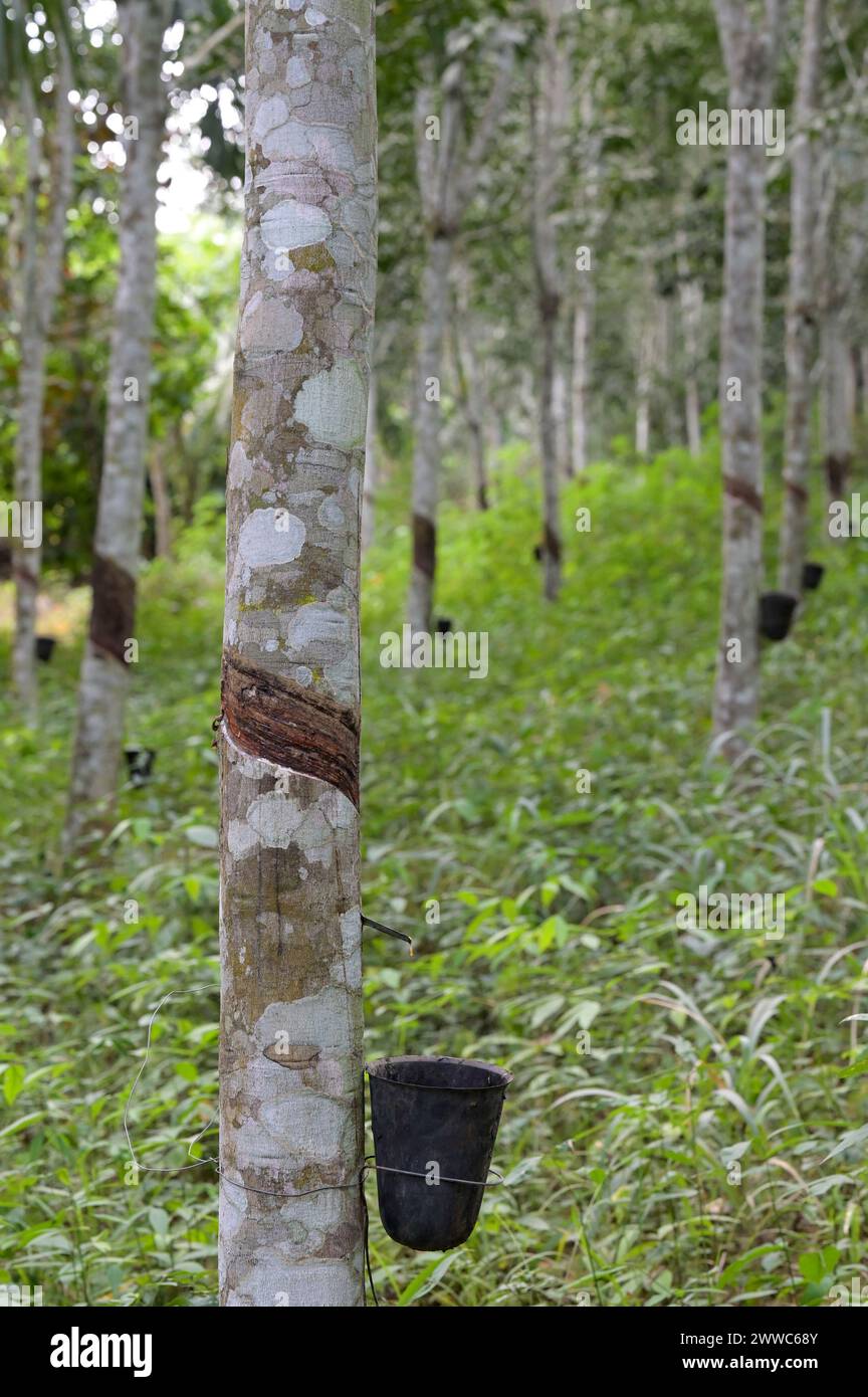 GHANA, Nkawkaw, rubber tree farm of small scale farmer / GHANA ...