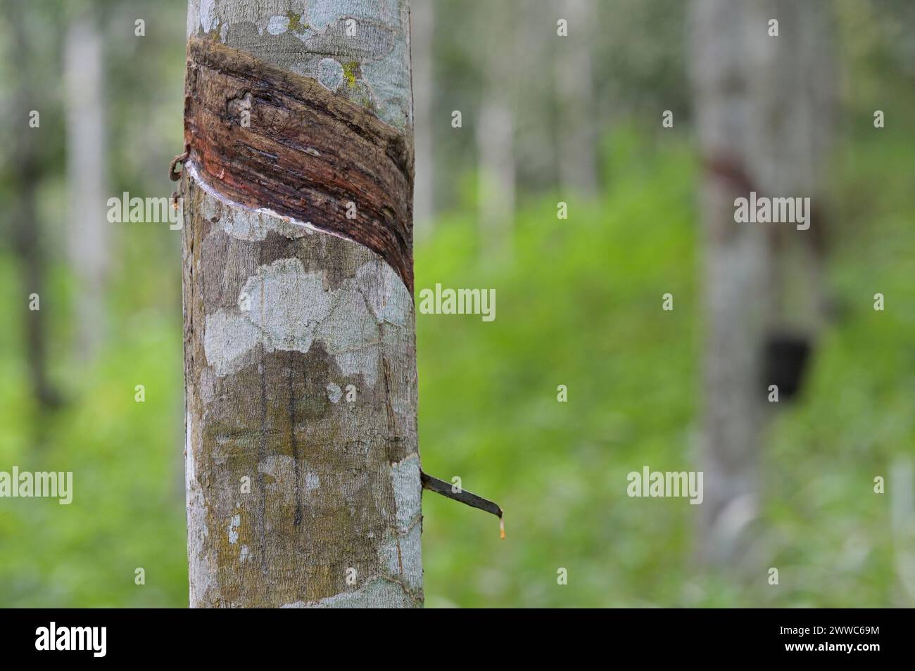 Kautschuksaft hi-res stock photography and images - Alamy