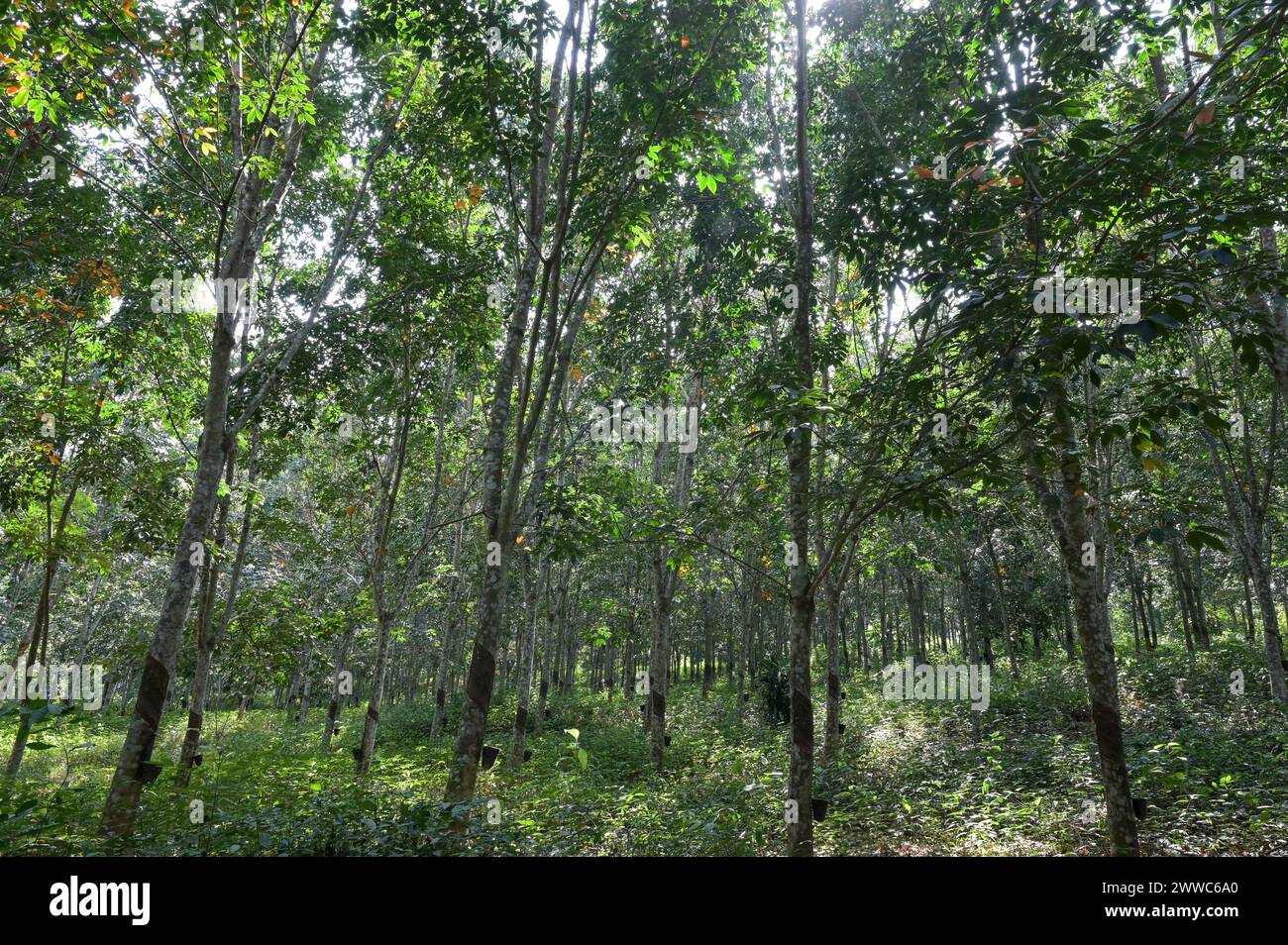 GHANA, Nkawkaw, rubber tree farm of small scale farmer / GHANA ...