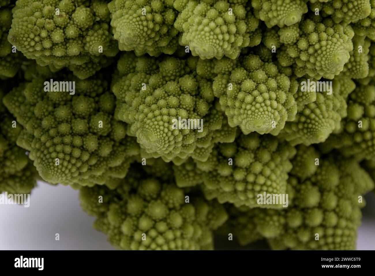 macro of a biological example of Fibonacci spirals and fractals in ...