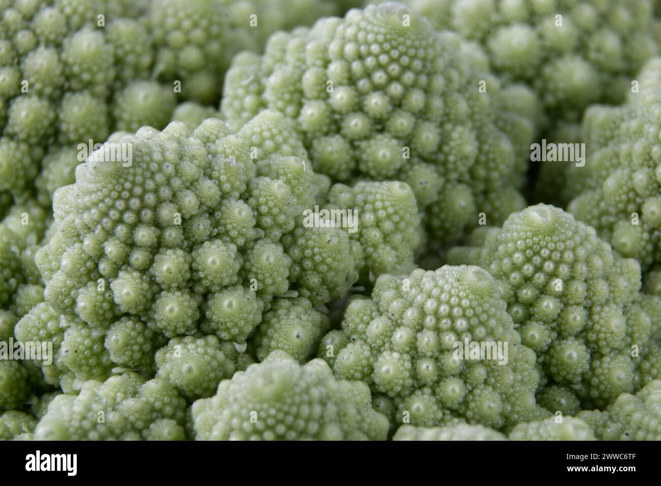 macro of a biological example of Fibonacci spirals and fractals in ...