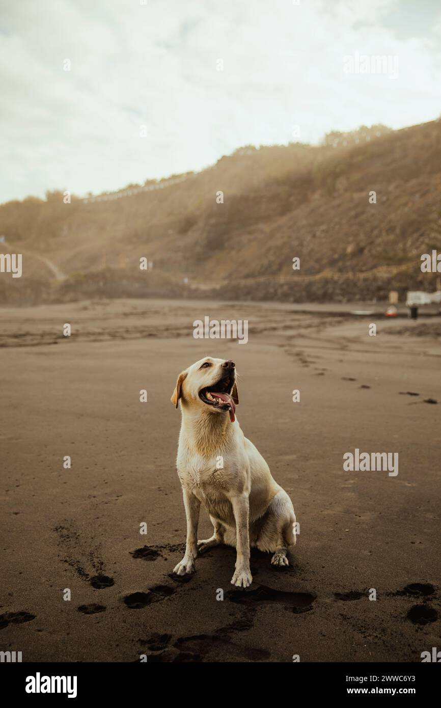 Very light colored labrador retriever hi-res stock photography and ...