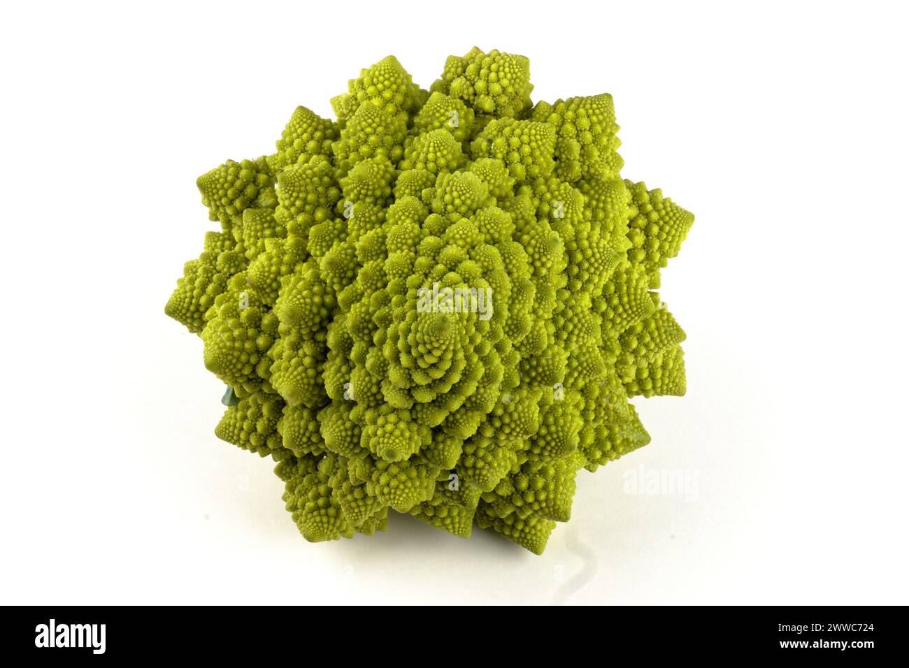 a biological example of Fibonacci spirals and fractals in nature using ...