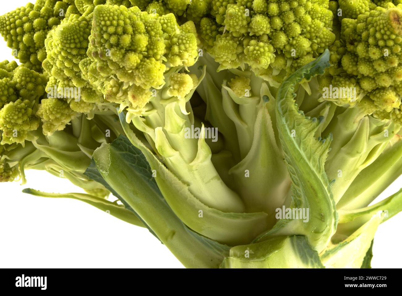 a biological example of Fibonacci spirals and fractals in nature using ...