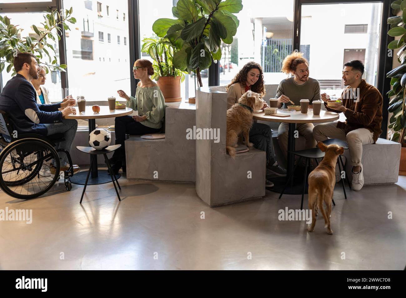 Business colleagues on lunch break with dogs at office Stock Photo - Alamy
