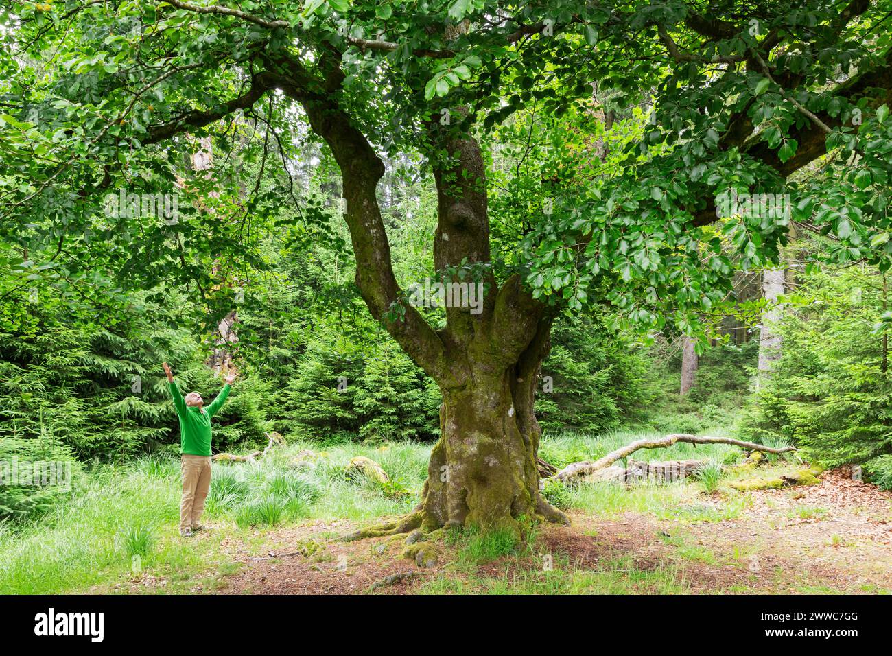 Man with arms raised standing by beech tree in forest Stock Photo - Alamy