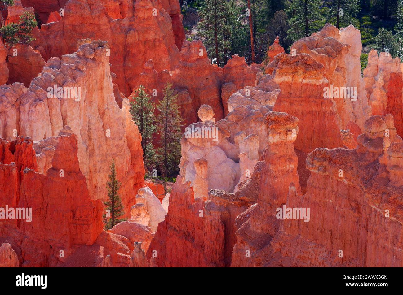 USA, Utah, Rock hoodoos in Bryce Canyon Stock Photo - Alamy