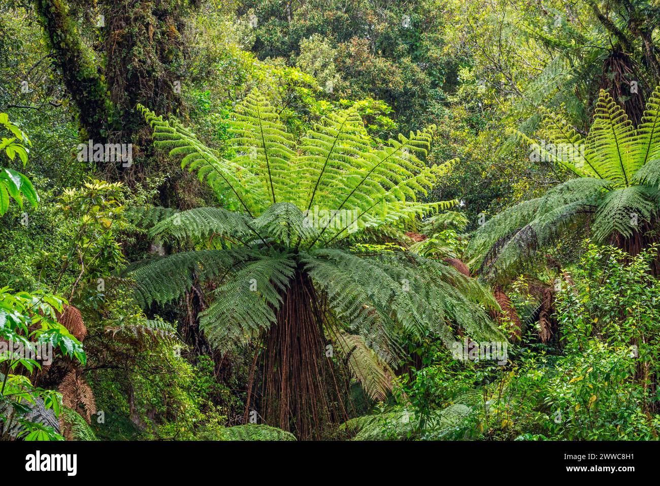New Zealand, South Island, Lush green temperate rainforest in Mt Cook ...