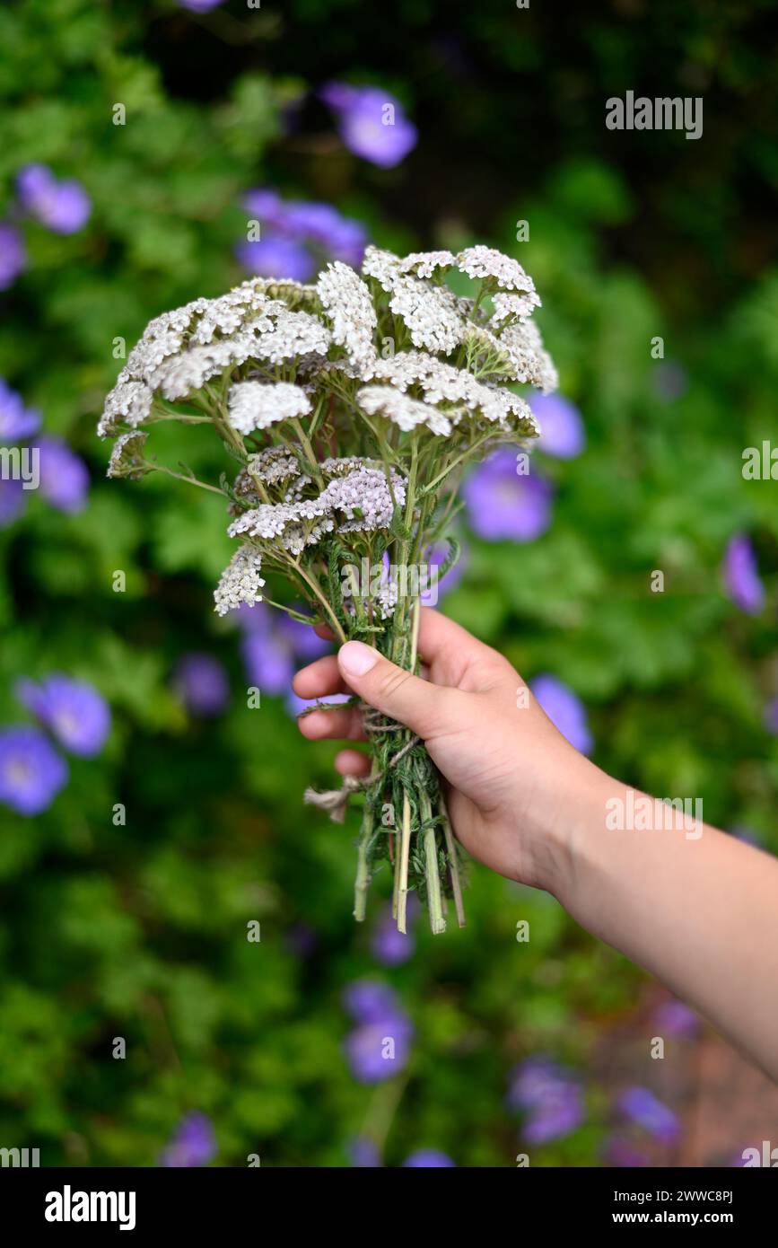 Hand of little girl holding bunch of freshly picked yarrow Stock Photo ...
