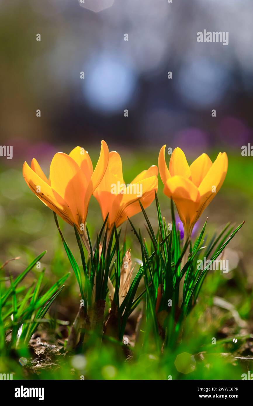Day daytime february vertical hi-res stock photography and images - Alamy