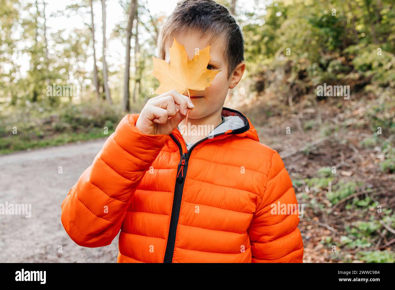 Boy hiding face with maple leaf in forest Stock Photo - Alamy