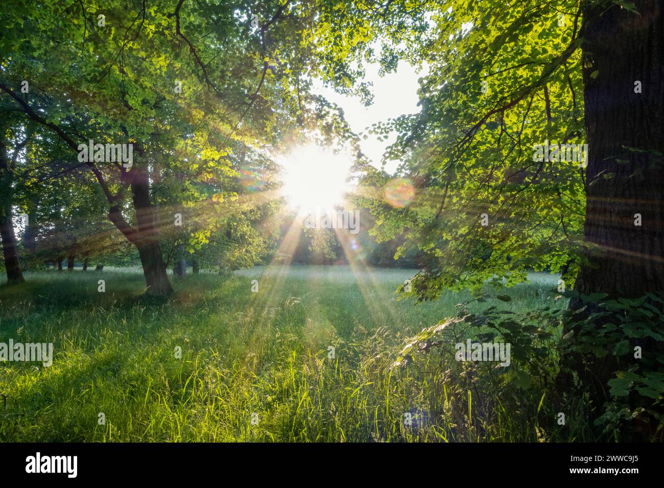 Germany backlit sun light flares hi-res stock photography and images ...