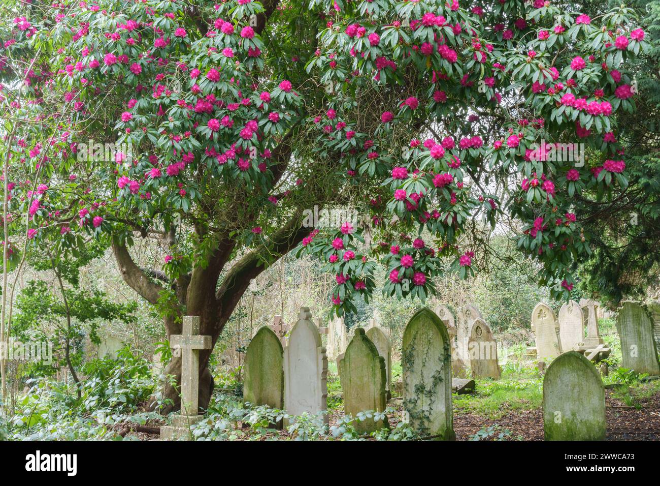 Pink rhododendron tree in Southampton Old Cemetery Stock Photo - Alamy