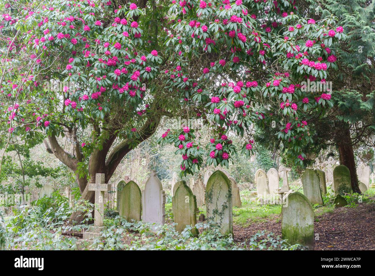 Pink rhododendron tree in Southampton Old Cemetery Stock Photo - Alamy