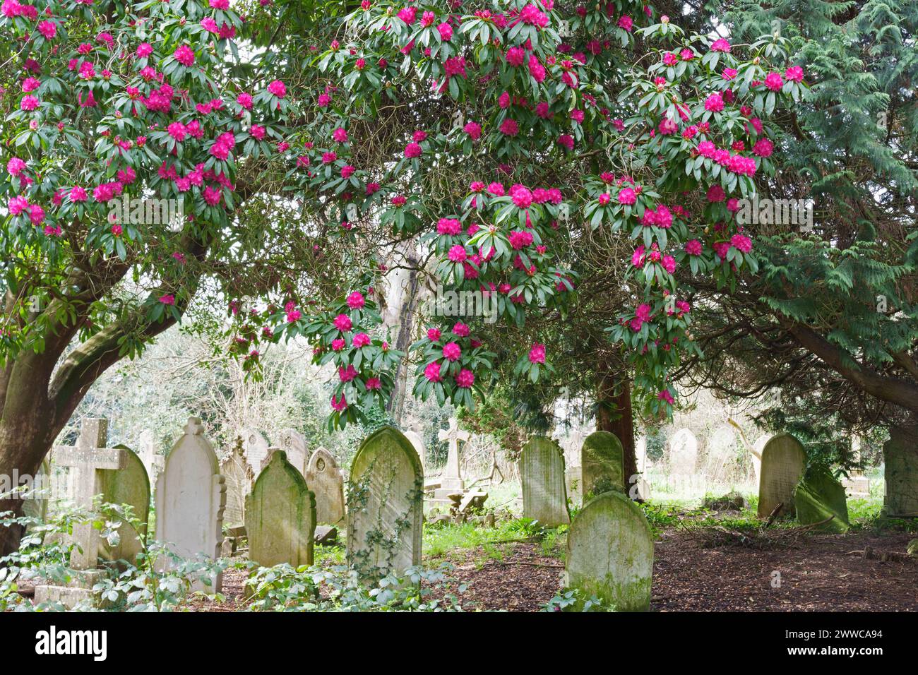 Pink rhododendron tree in Southampton Old Cemetery Stock Photo - Alamy