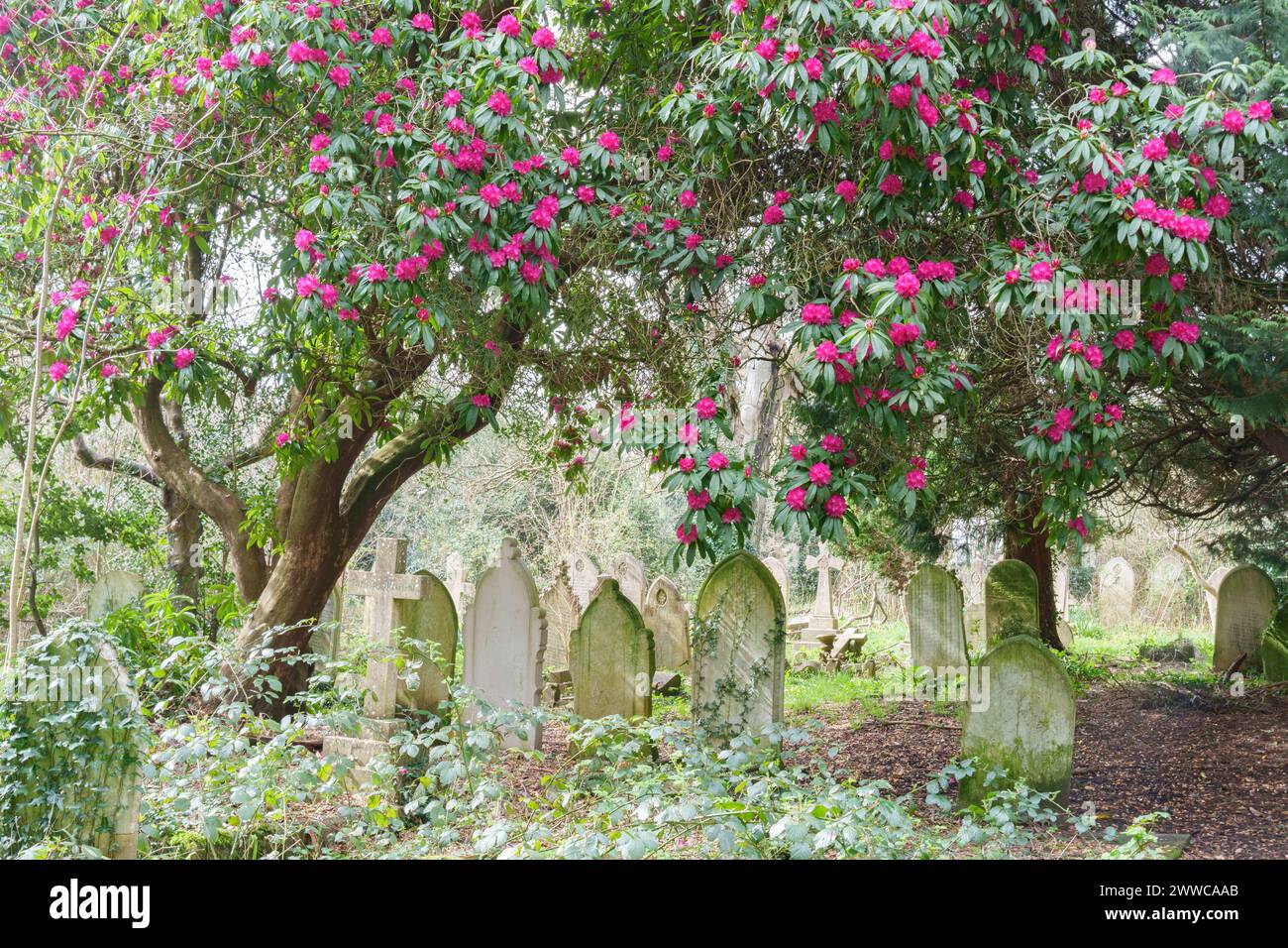 Pink rhododendron tree in Southampton Old Cemetery Stock Photo - Alamy