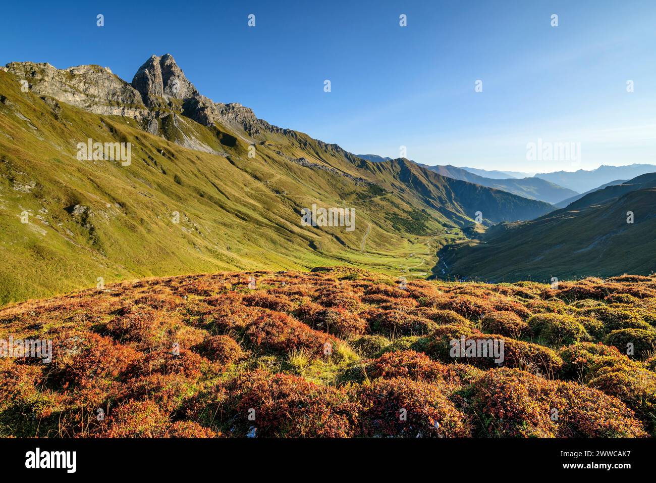 Austria, Tyrol, Autumn flora on Kalkwand mountain Stock Photo - Alamy