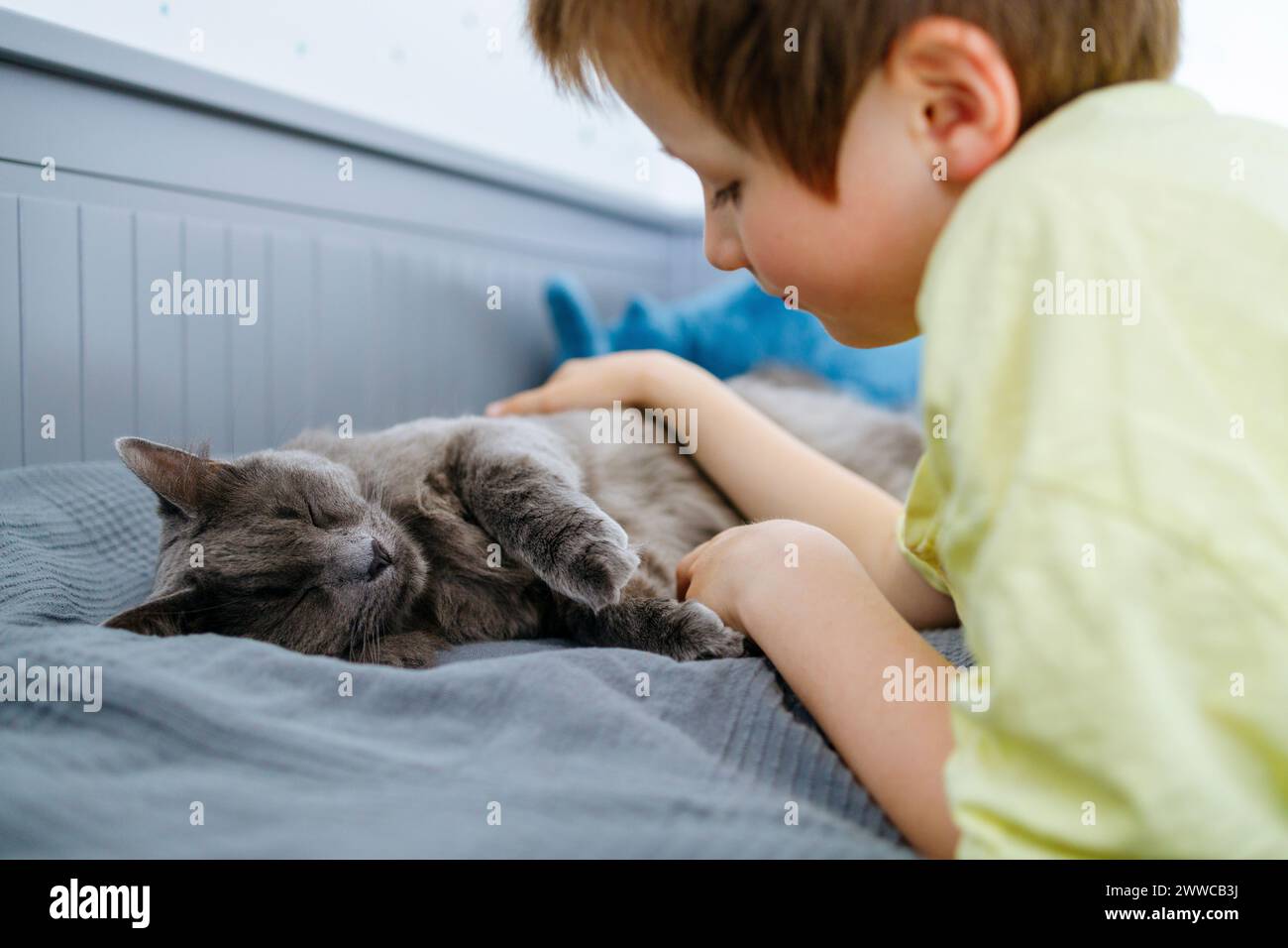 Boy petting cat lying on bed at home Stock Photo - Alamy