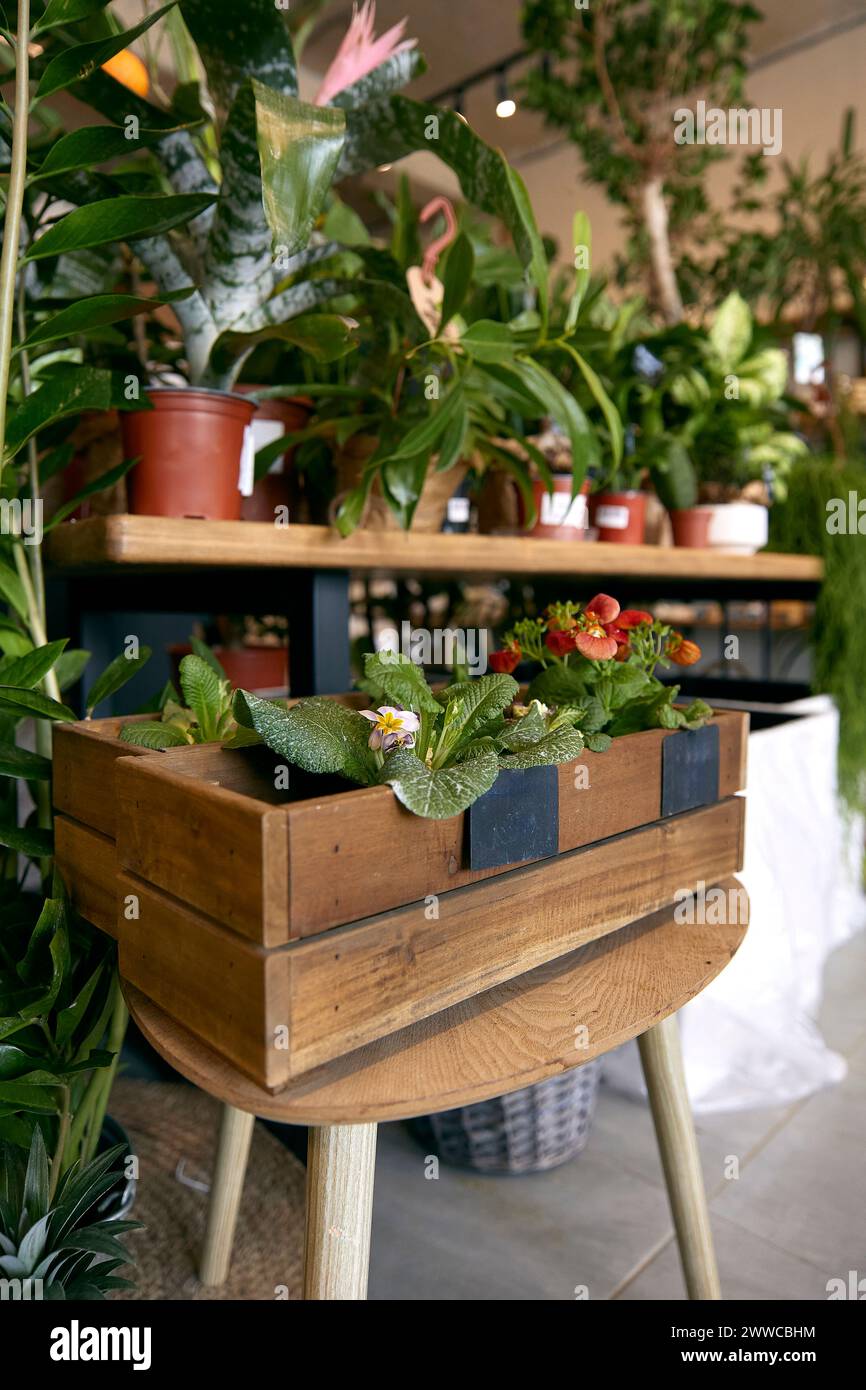 Various plants in gardening store Stock Photo - Alamy
