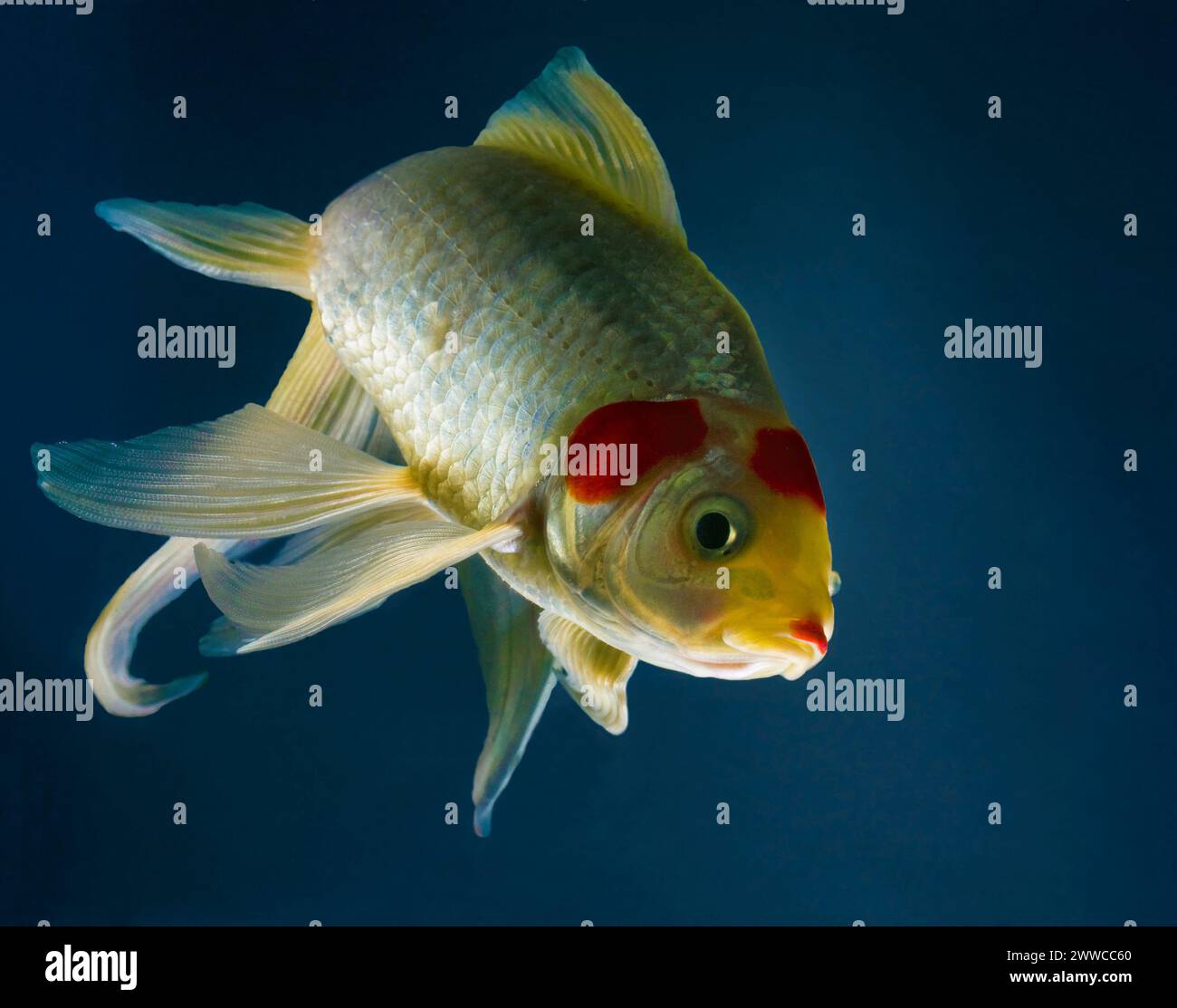 Colorful oranda fish with white and gold color swimming in an aquarium ...