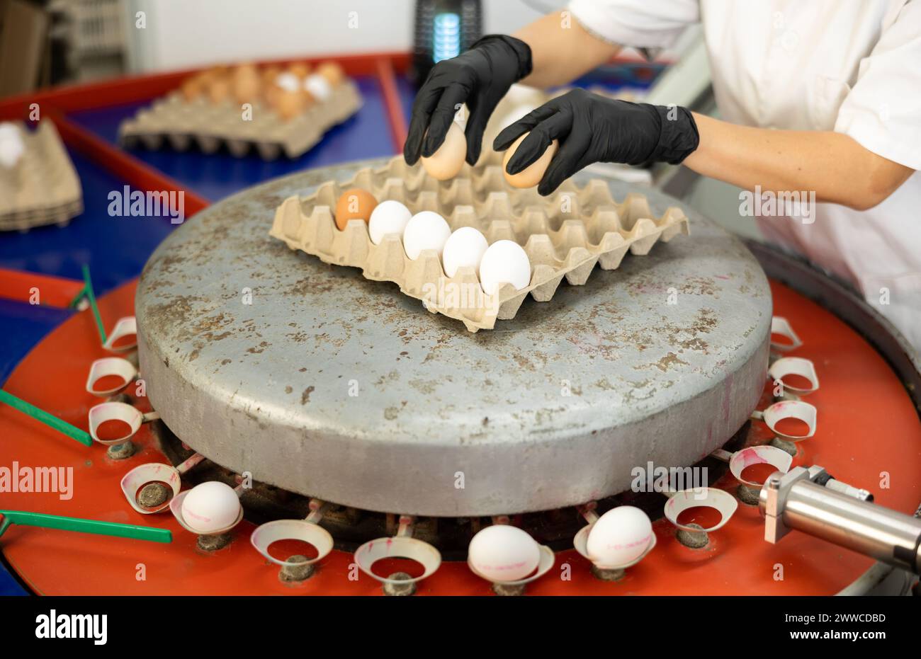 Poultry farm worker sorting eggs by size and packing in trays Stock ...