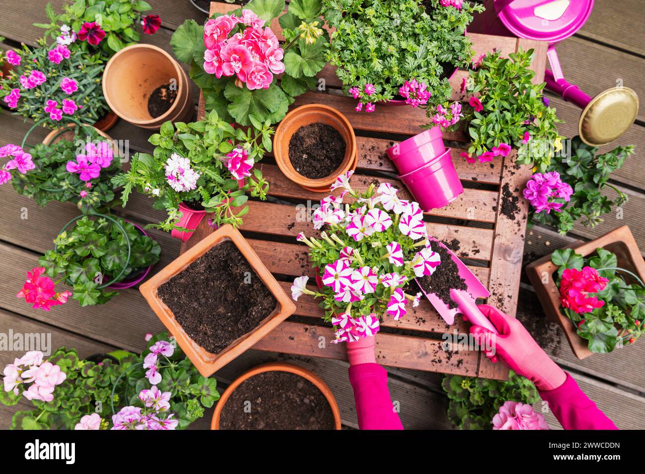 Person potting plants bench hi-res stock photography and images - Alamy