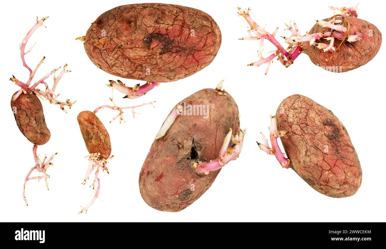 Set of germinated pink potatoes isolated on white background. Big ...