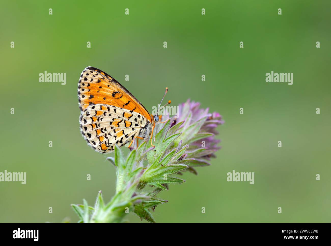 Beautiful iparhan butterfly ; Melitaea trivia ( Syriaca Stock Photo - Alamy