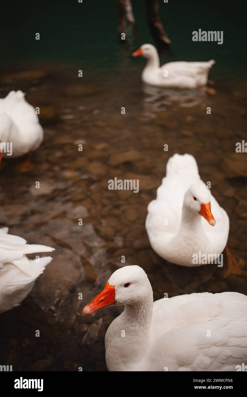 White beautiful Unusual geese on a lake in Turkey, travel, nature ...