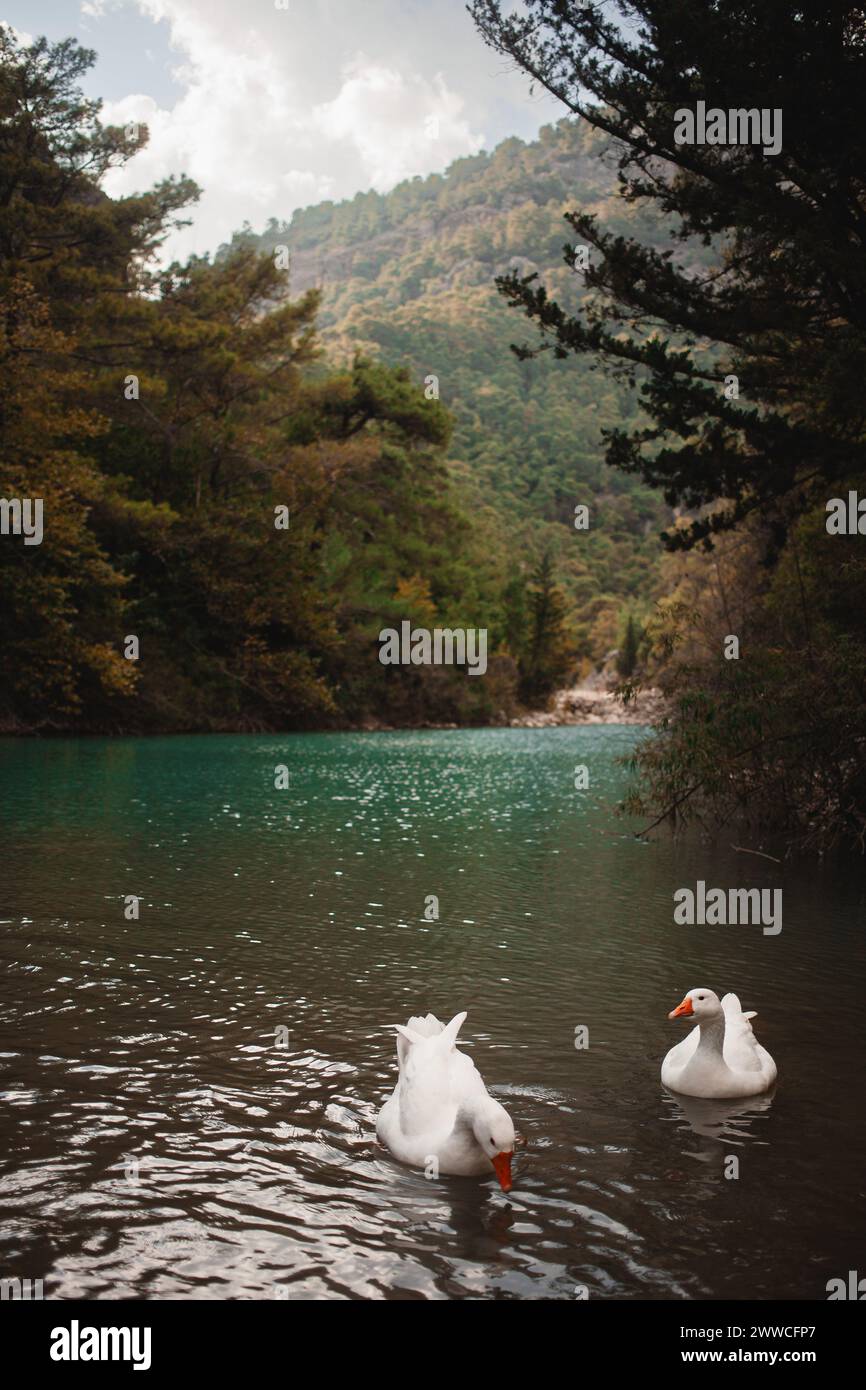 White beautiful geese on a lake in Turkey, travel, nature background ...