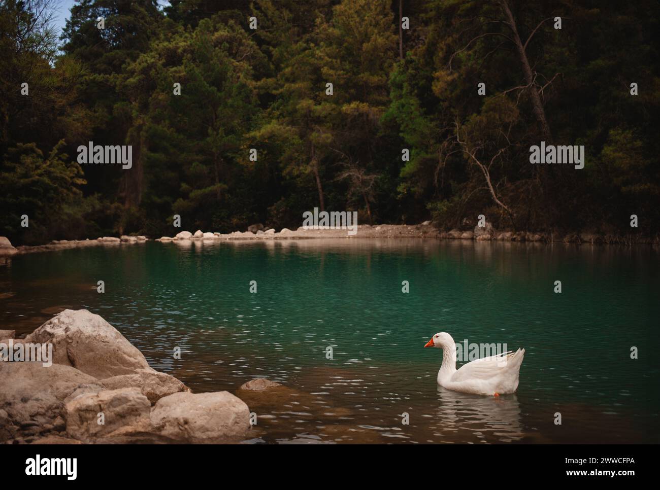 White beautiful geese on a lake in Turkey, travel, nature background ...