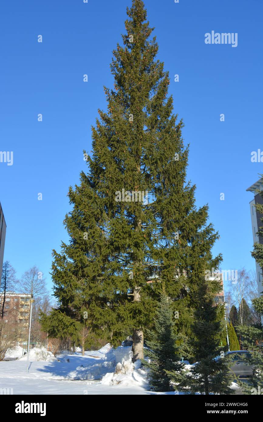 Avenue of fir trees hi-res stock photography and images - Alamy