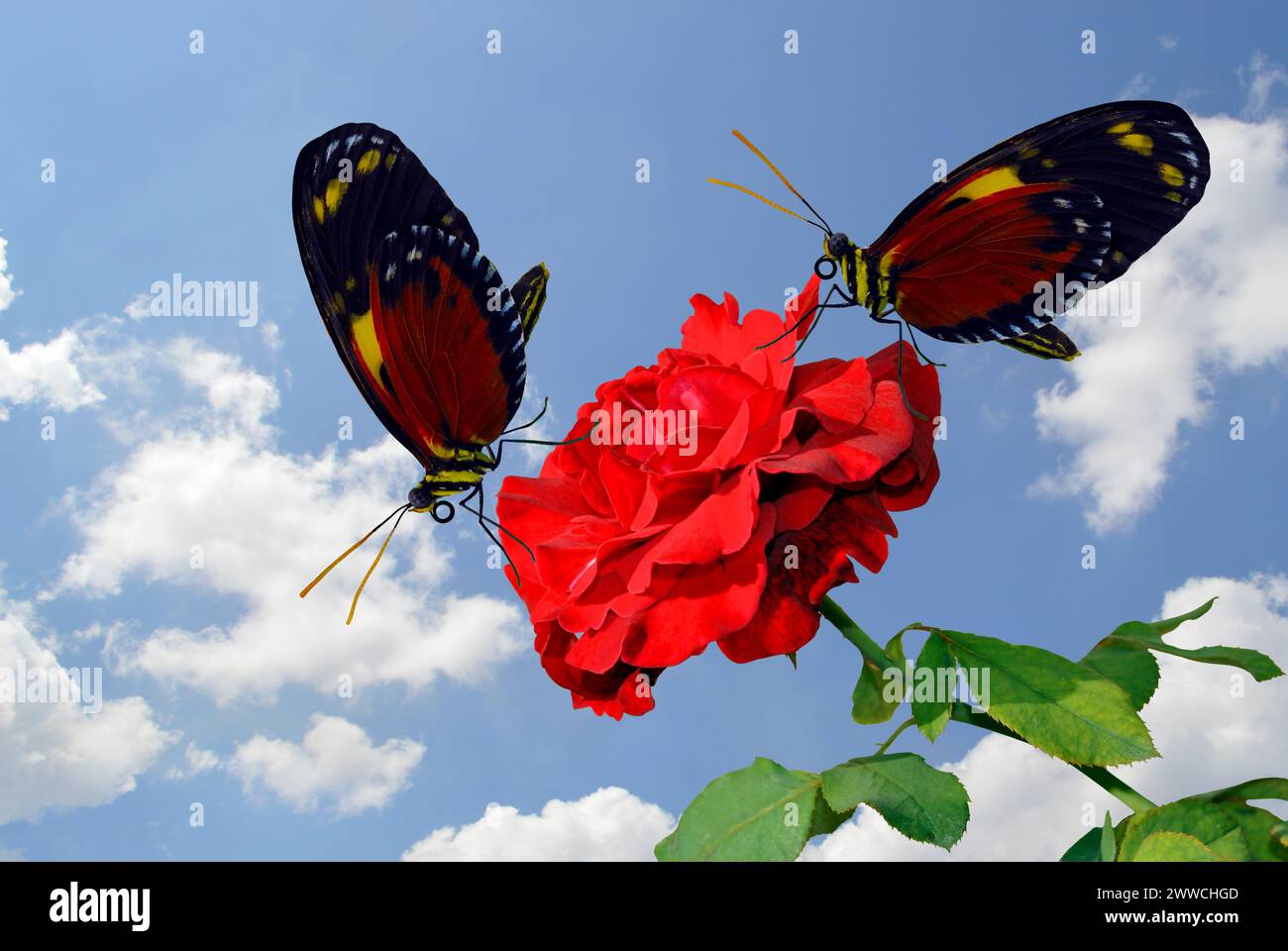 Rose don juan hi-res stock photography and images - Alamy