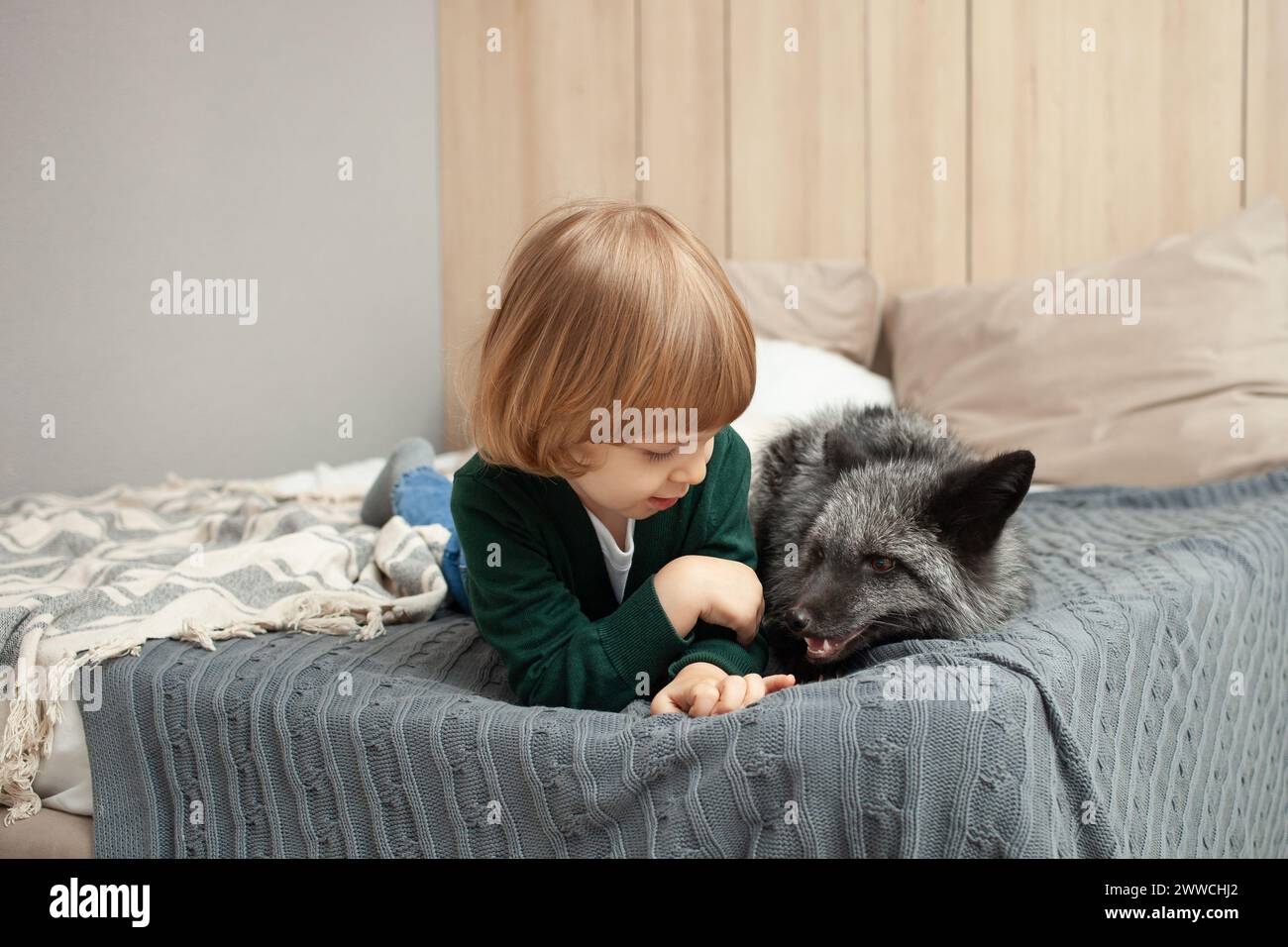 A child and a fox lie on the bed, an exotic pet, a predator indoor ...