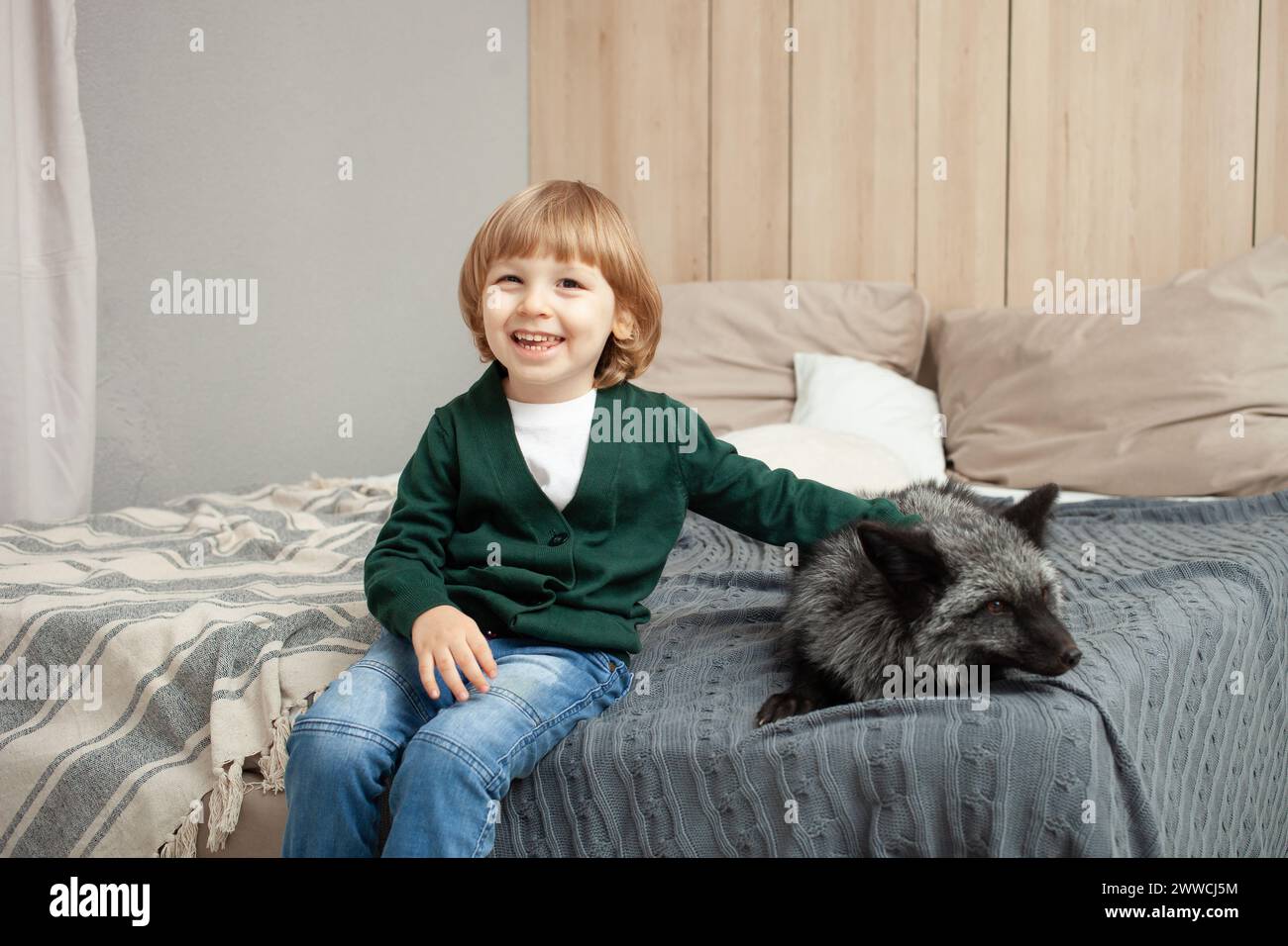 A child and a fox lie on the bed, an exotic pet, a predator indoor ...